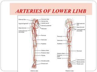 09 Art,Veins.& ymphL. OF L.L lower limb .ppt