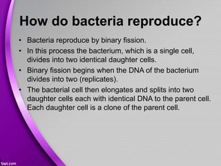 09 bakteri dan archae (2).pptx