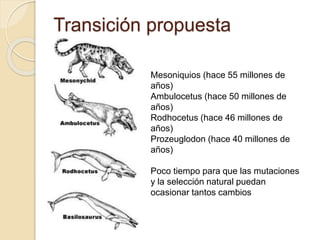 Estadios De Evolucin De Las Ballenas Animales