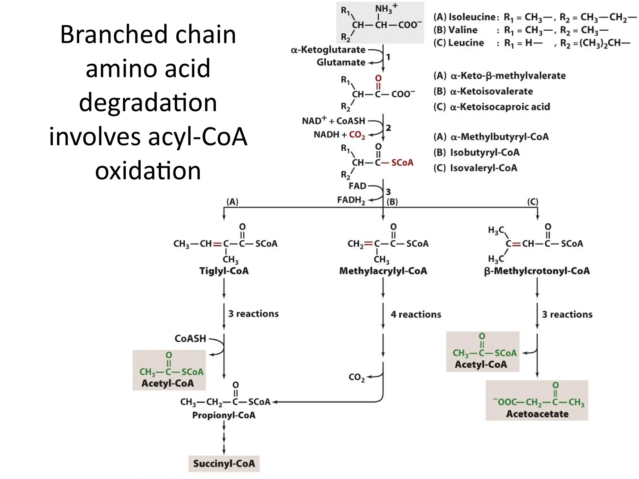 09 Breakdown of amino acids.pptx biochemistry | PPT