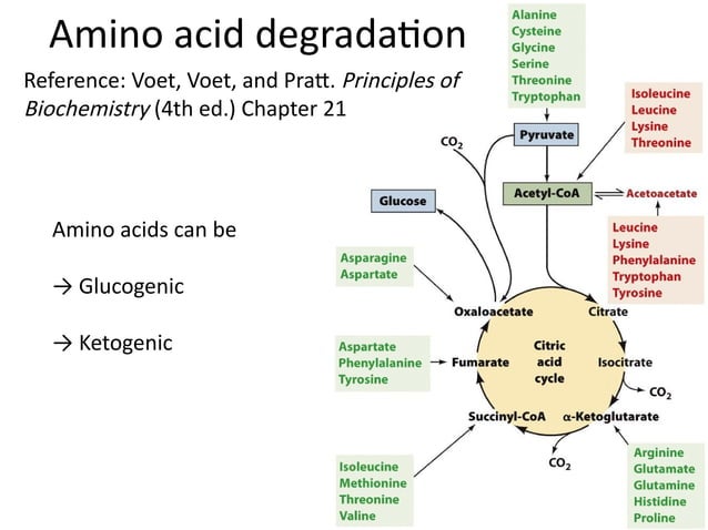 09 Breakdown of amino acids.pptx biochemistry | PPT