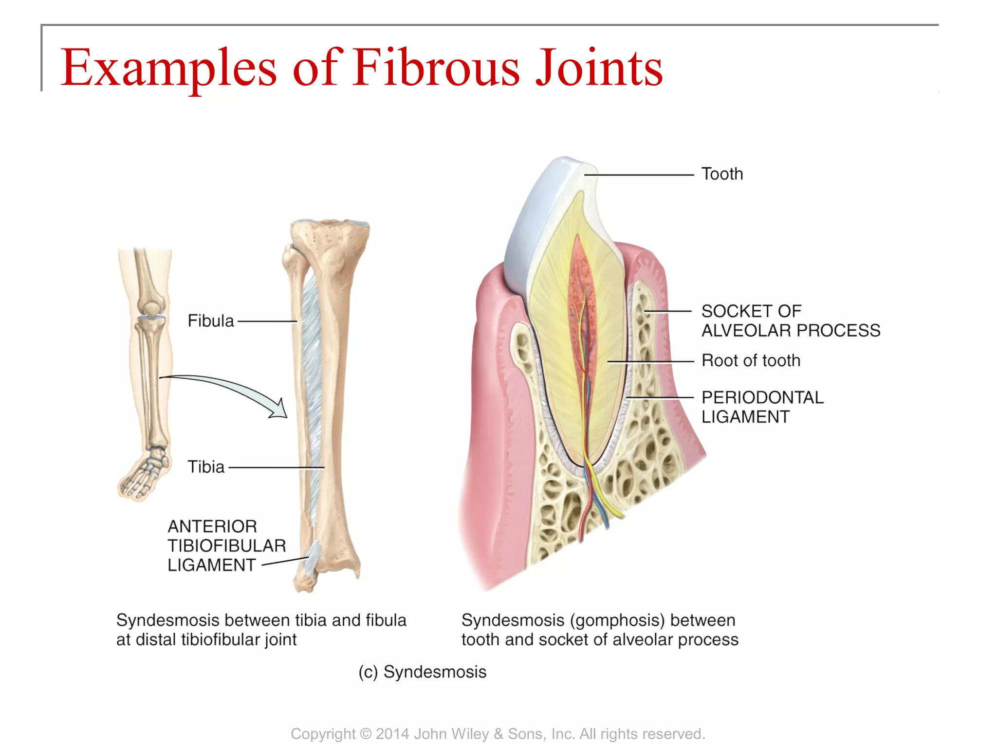 09 [chapter 9 joints] | PPT