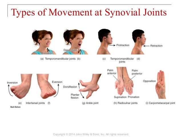 This Image Shows Some Examples Of The Movements Of Joints And Their
