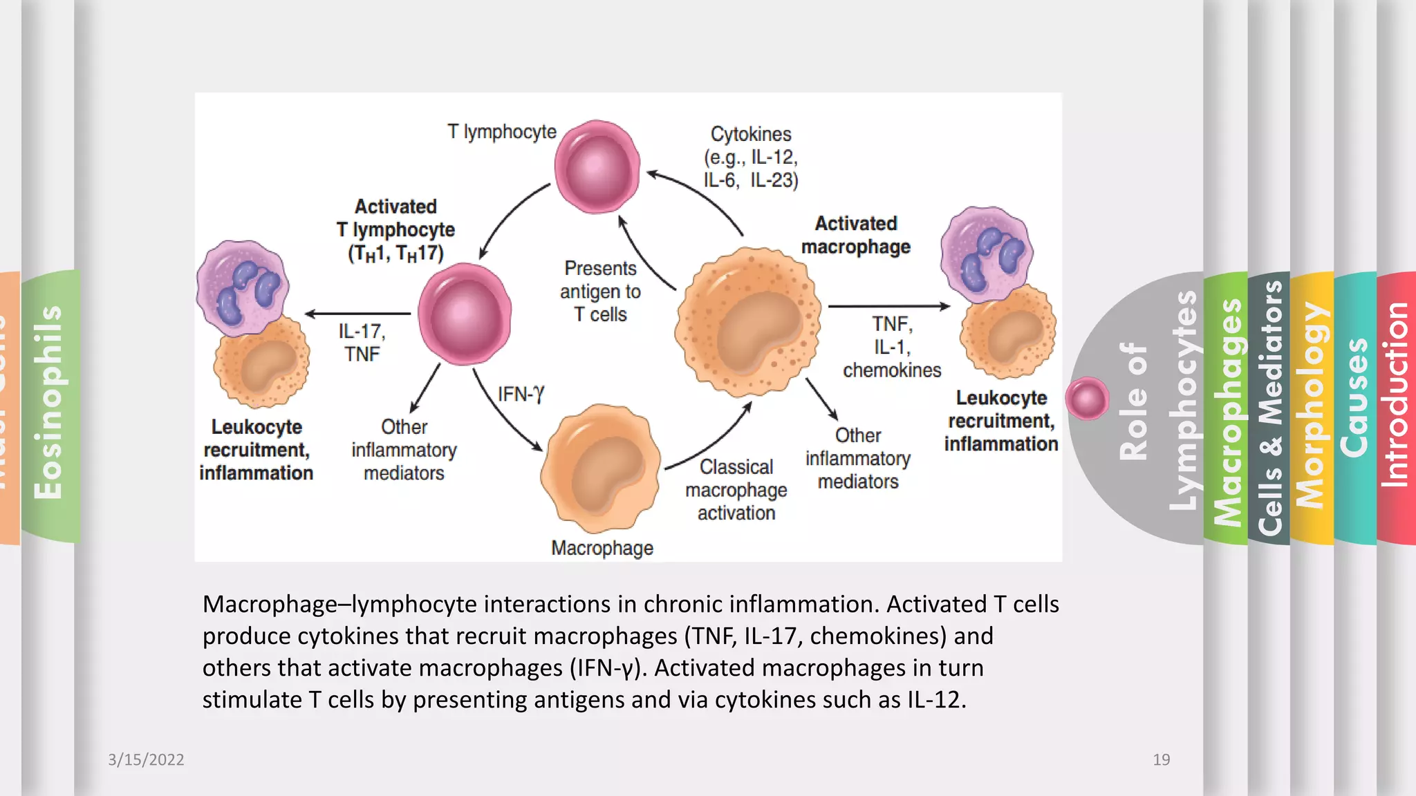 Basic Concept of Chronic Inflammation_PPT from Robbins Basic Pathology ...
