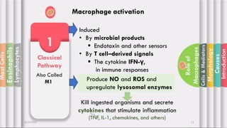 Basic Concept of Chronic Inflammation_PPT from Robbins Basic Pathology ...