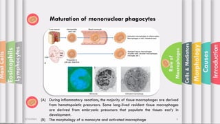 Basic Concept of Chronic Inflammation_PPT from Robbins Basic Pathology ...