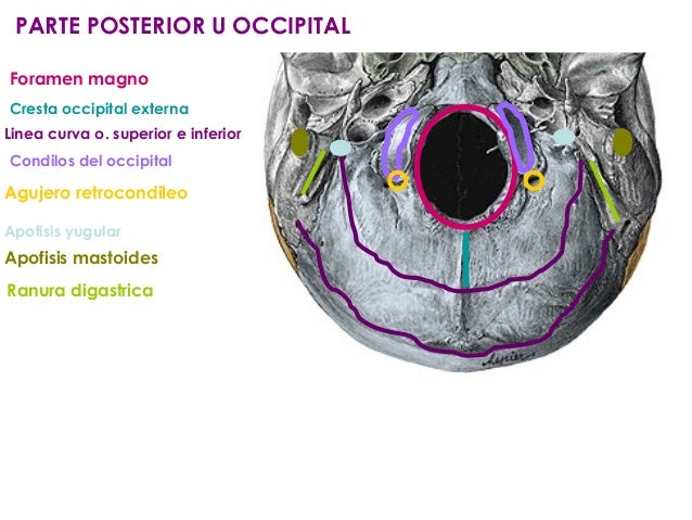 09 craneo en general