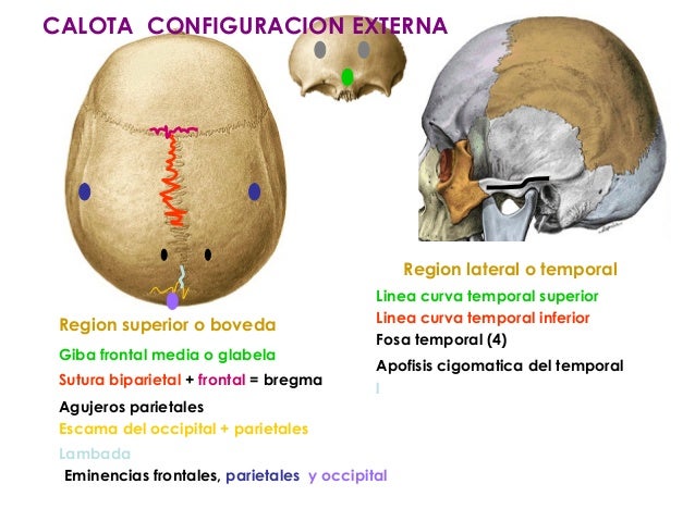 09 craneo en general
