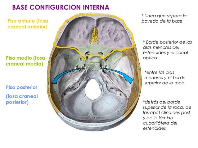 09 craneo en general