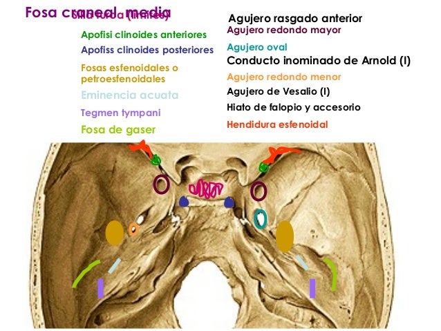 09 craneo en general