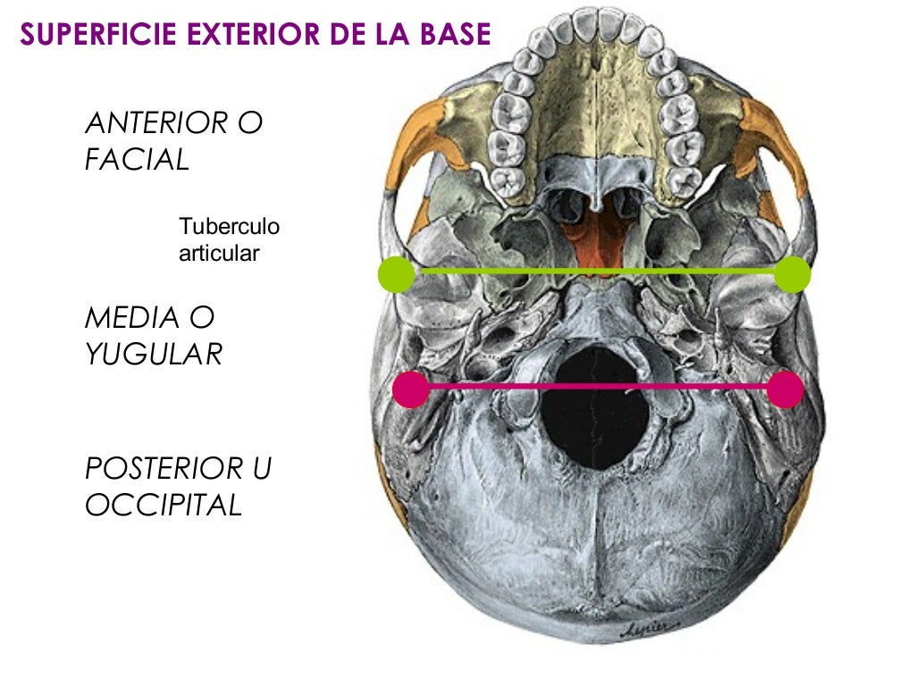 09 craneo en general