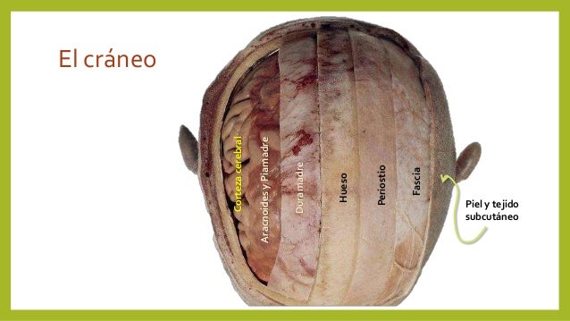 UVM Sistema Nervioso Sesion 09 Craneo