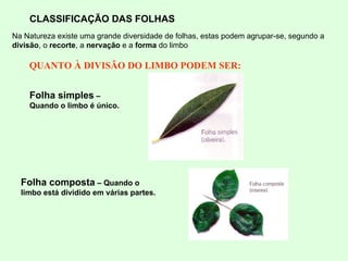 09_DIVERSIDADE_PLANTAS 7 ano fund II.ppt