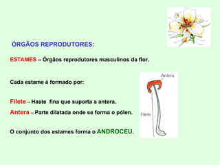 09_DIVERSIDADE_PLANTAS 7 ano fund II.ppt