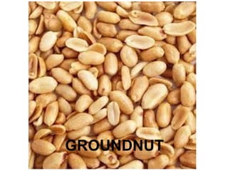 09_Groundnut (Agriculture Sciences) .ppt