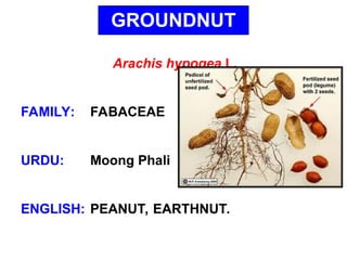 09_Groundnut (Agriculture Sciences) .ppt