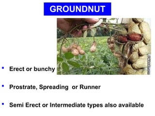 09_Groundnut (Agriculture Sciences) .ppt