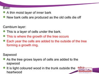 09 how trees grow | PPT