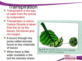 09 how trees grow | PPT