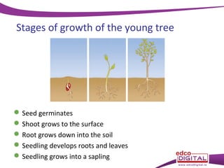 09 how trees grow | PPT