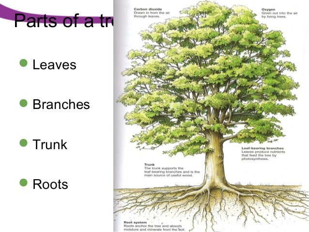 How Do Trees Grow Branches