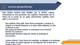 Hueso_etmoides.pptx anatomia del hueso etmoides | PPTX