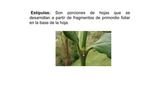 09_La Hoja_Generalidades.pdf............ | PDF
