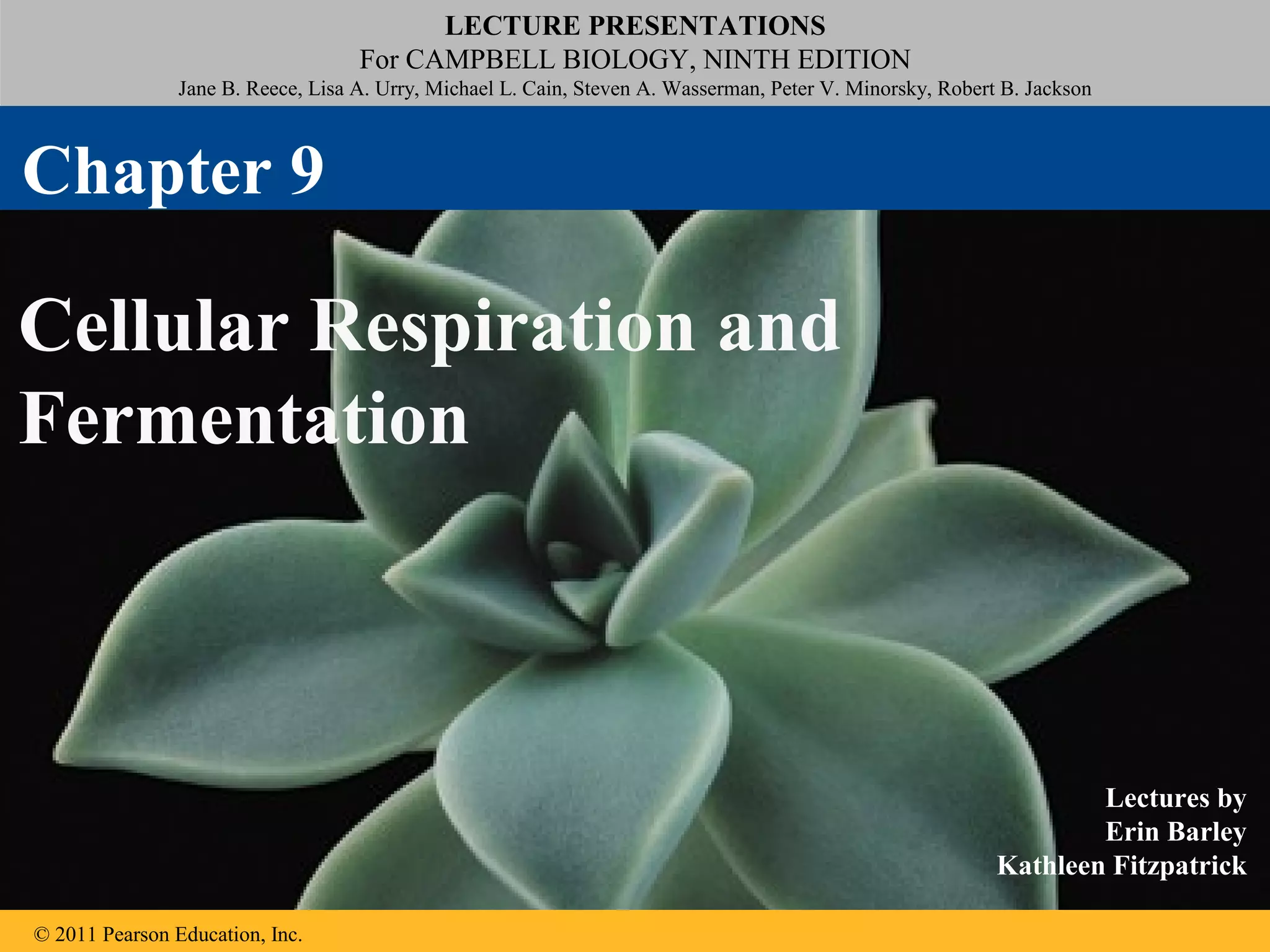 Ch 9: Cell Respiration and Fermentation | PPT