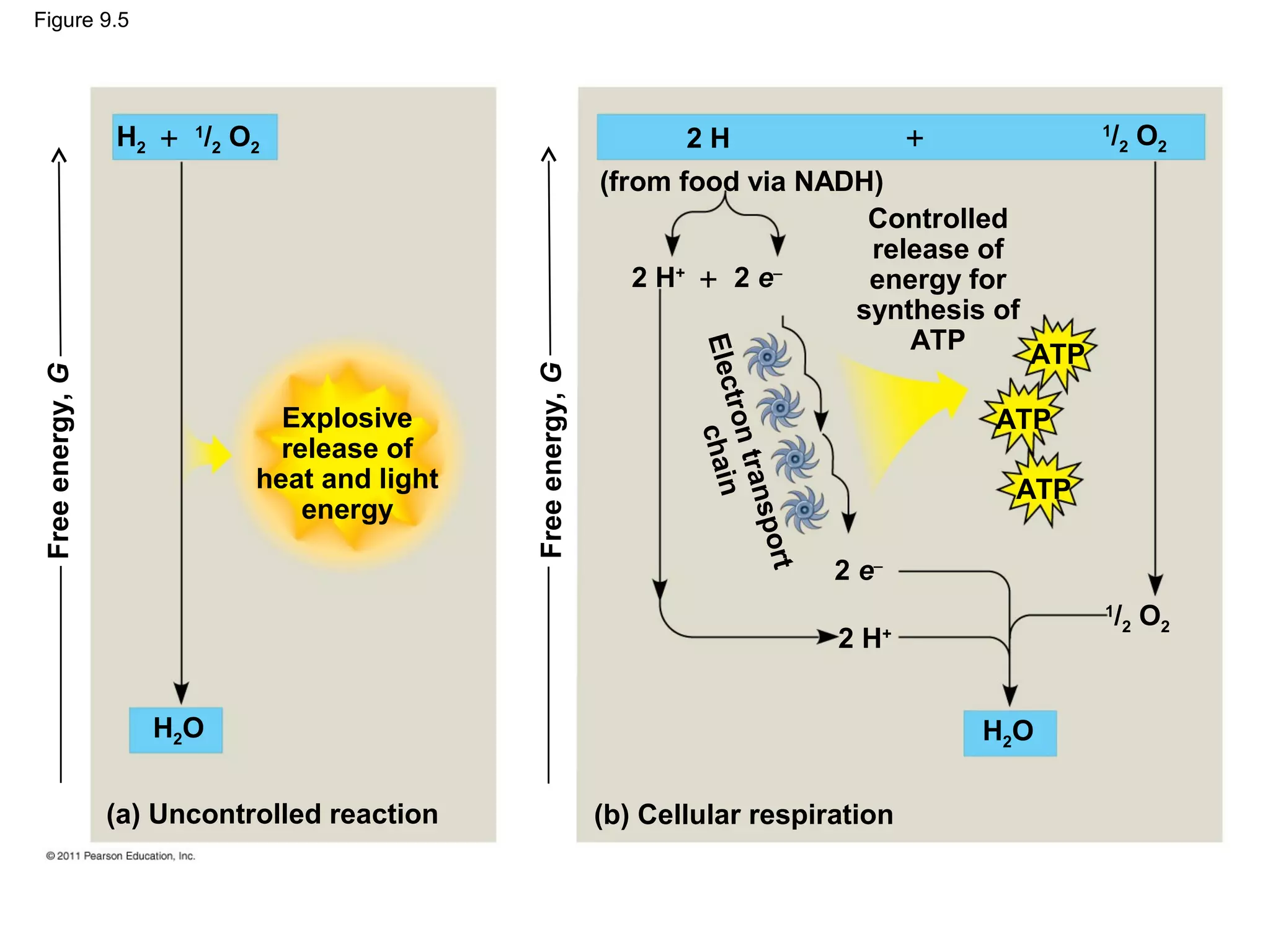 Ch 9: Cell Respiration and Fermentation | PPT