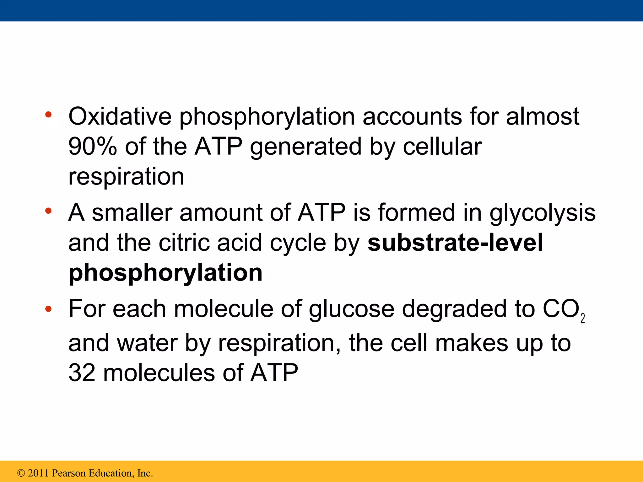 Ch 9: Cell Respiration and Fermentation | PPT
