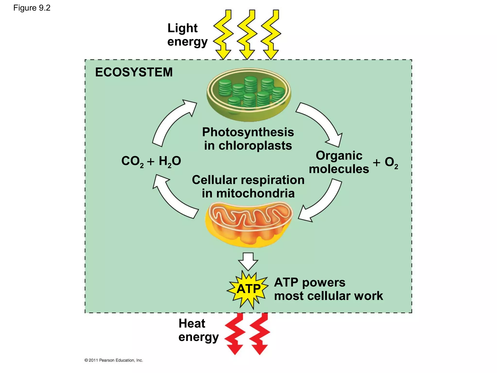 Ch 9: Cell Respiration and Fermentation | PPT