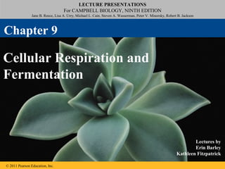 Ch 9: Cell Respiration and Fermentation | PPT