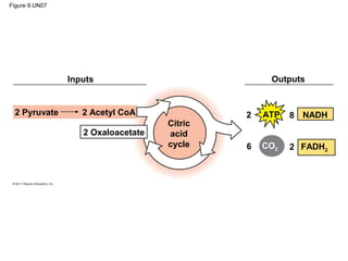 Inputs And Outputs Of Citric Acid Cycle