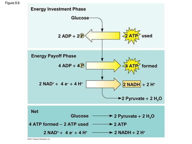 cellular respiration and fermentation | PPT