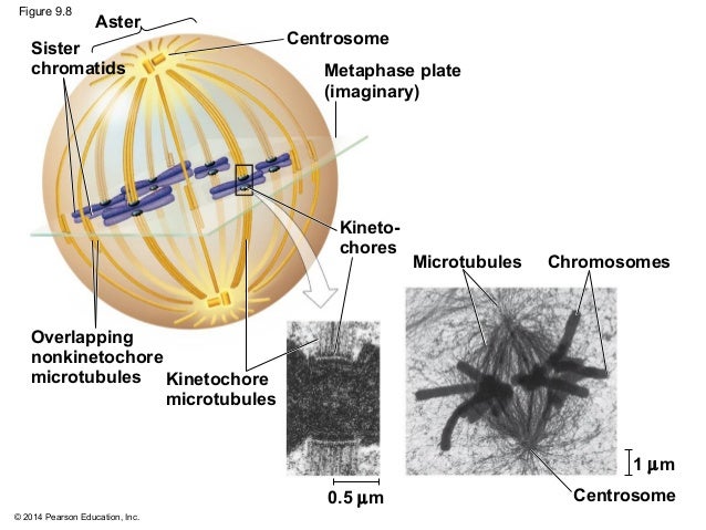 Biology in Focus - Chapter 9