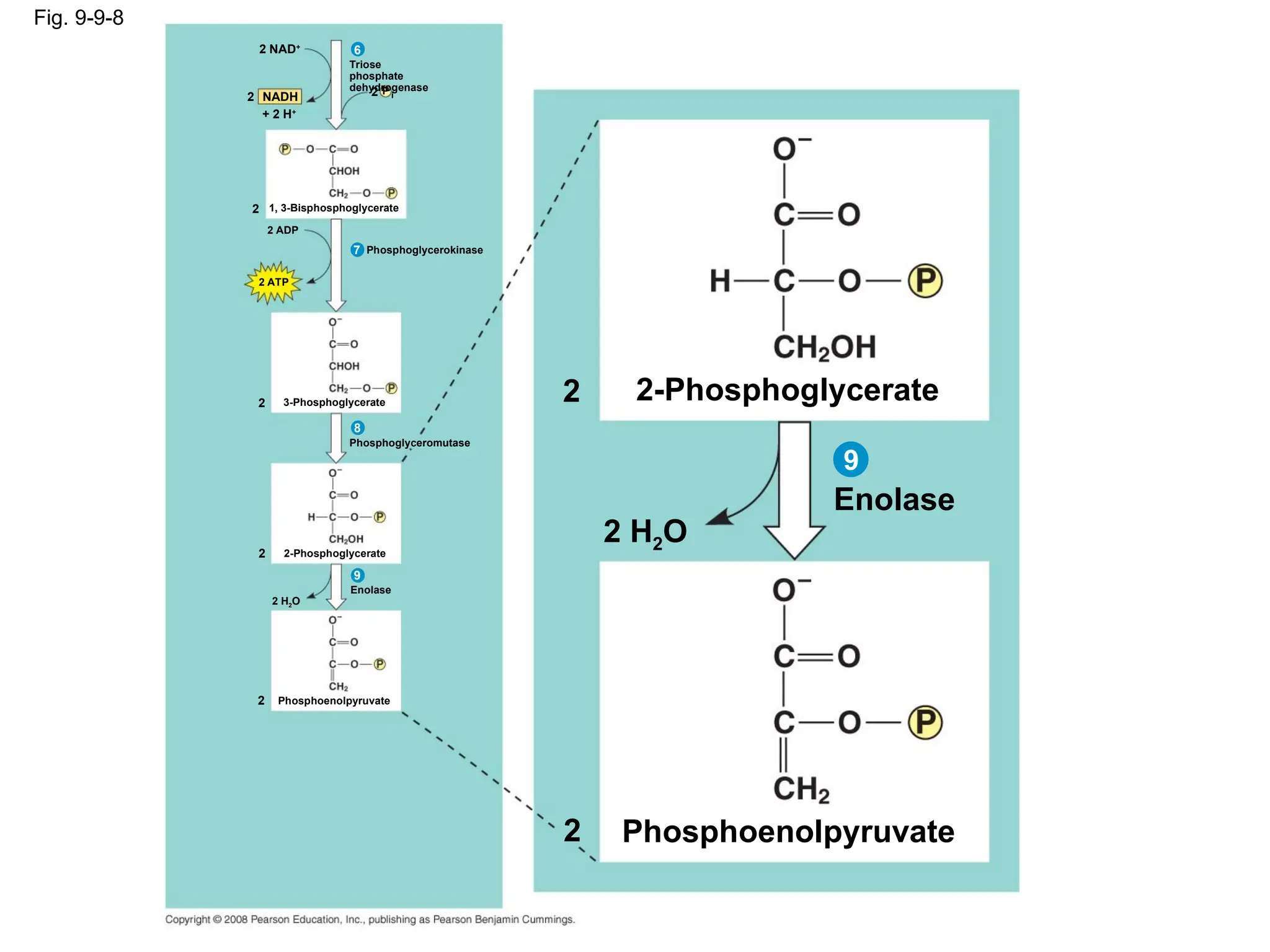 09_Lecture_Presentation-cellular-respiration.ppt
