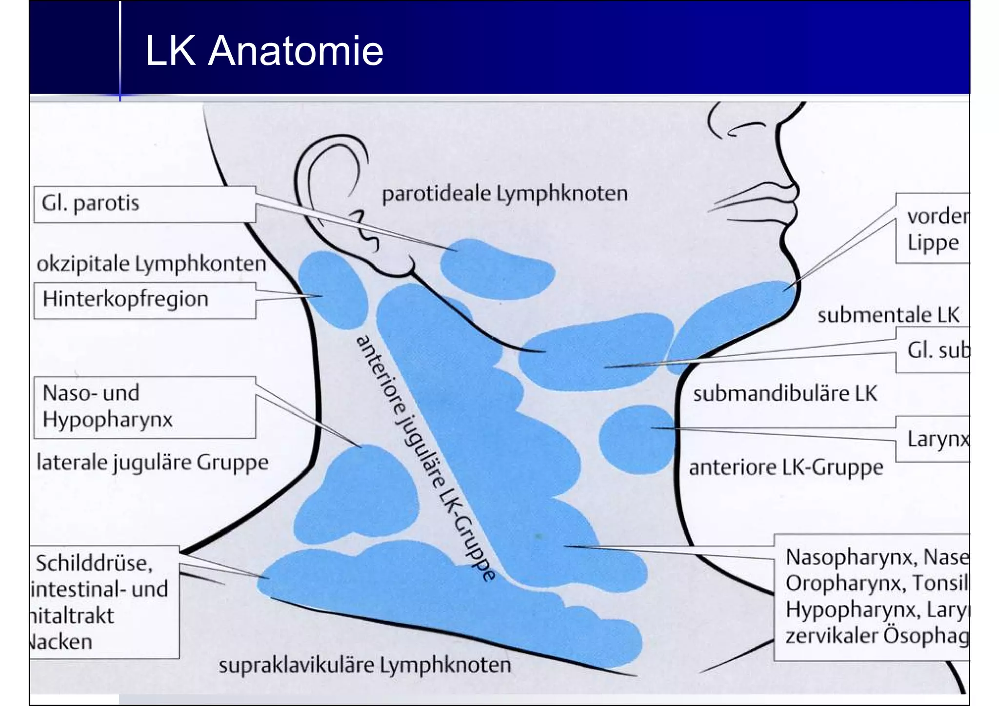09 Lymphknotensonographie 2. Sonographietechnik der akuten Lymphknote…