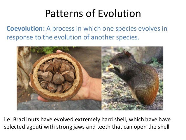 09 patterns of evolution