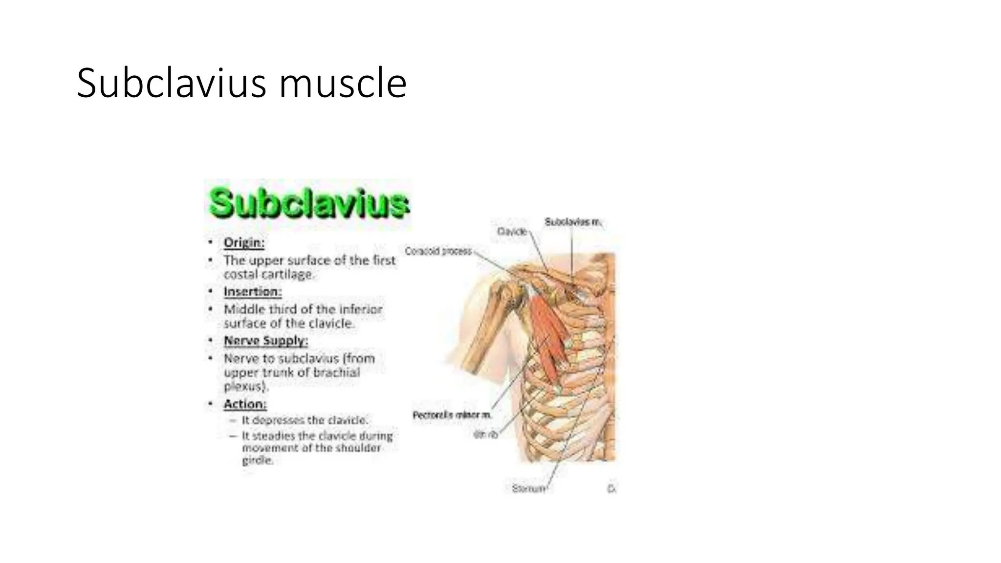 09 PECTORAL REGION AND BRACHIAL PLEXUS.pptx