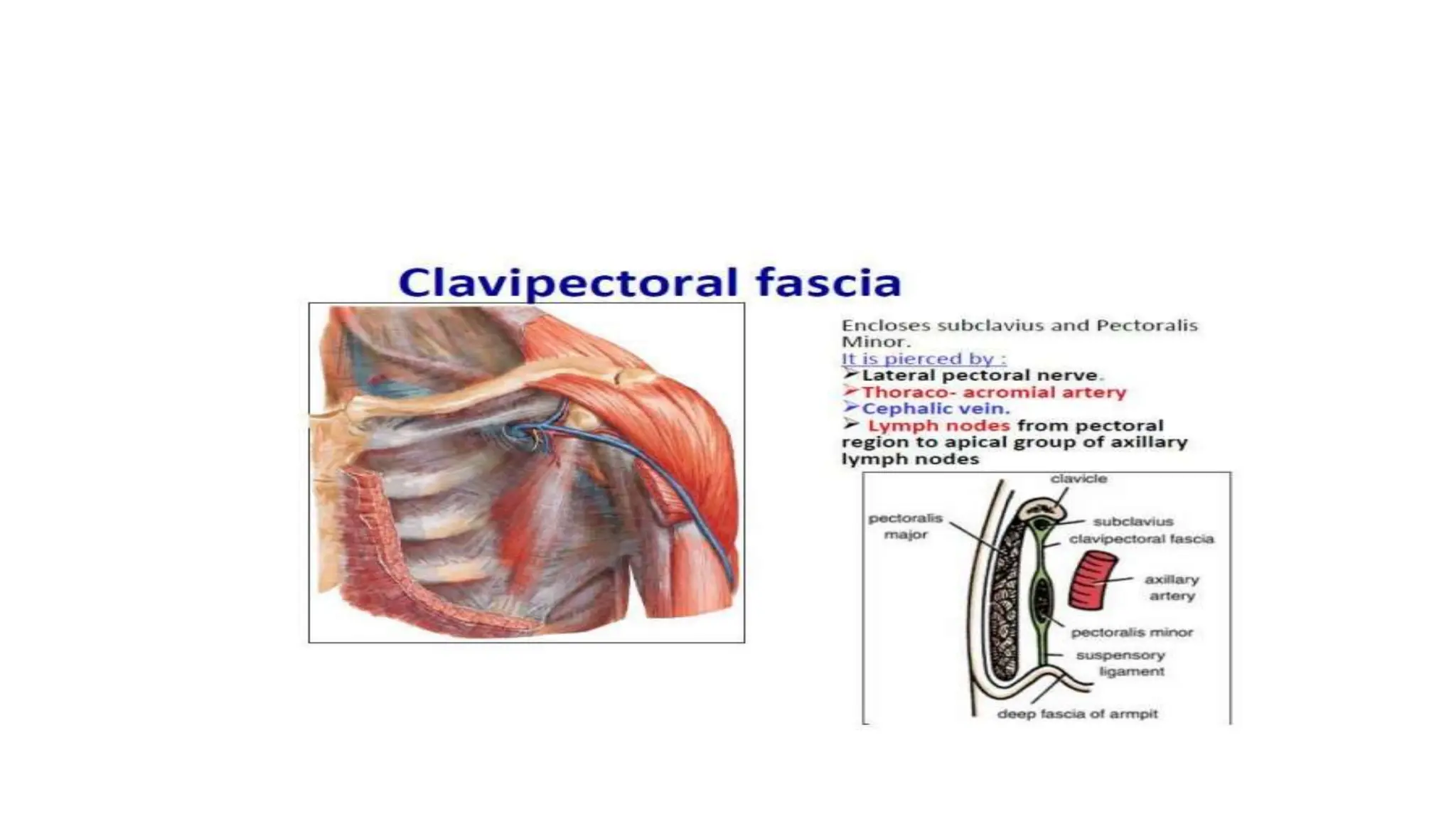 09 PECTORAL REGION AND BRACHIAL PLEXUS.pptx