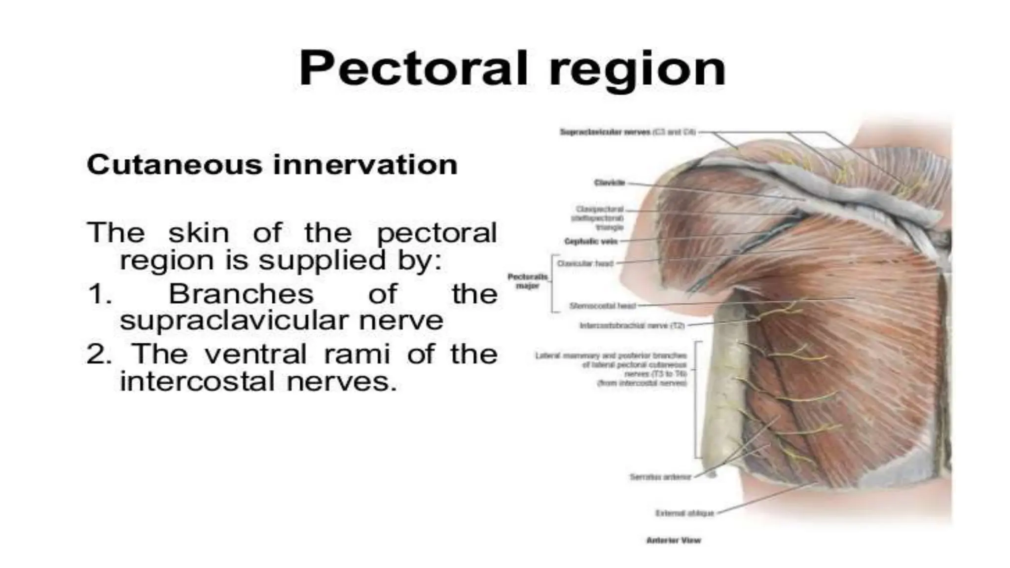 09 PECTORAL REGION AND BRACHIAL PLEXUS.pptx