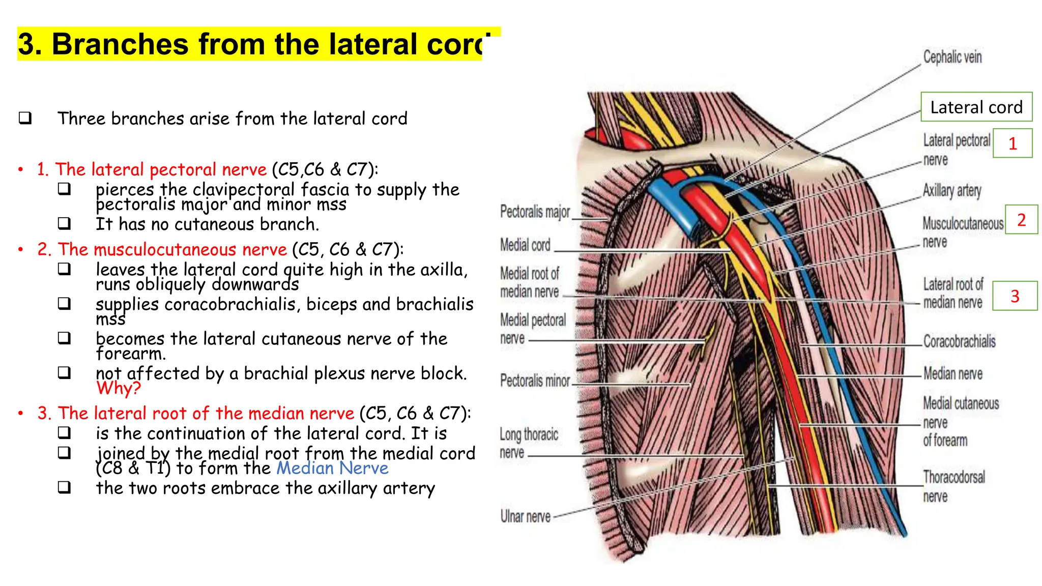 09 PECTORAL REGION AND BRACHIAL PLEXUS.pptx