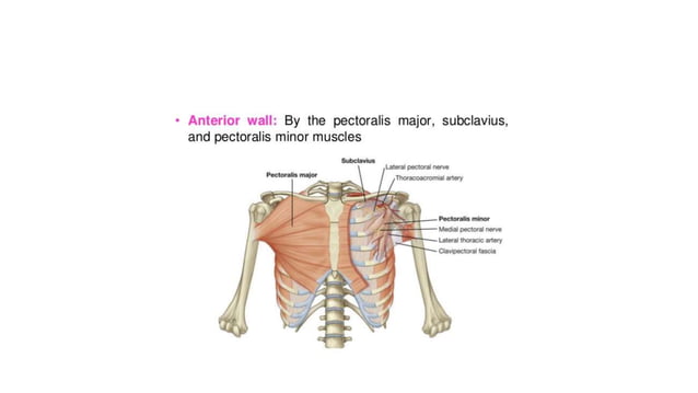 09 PECTORAL REGION AND BRACHIAL PLEXUS.pptx