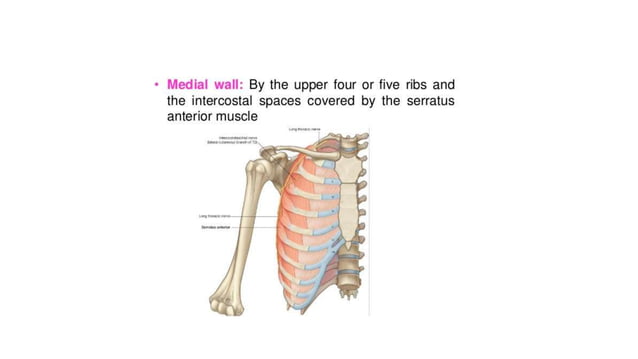 09 PECTORAL REGION AND BRACHIAL PLEXUS.pptx