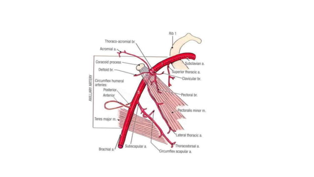 09 PECTORAL REGION AND BRACHIAL PLEXUS.pptx