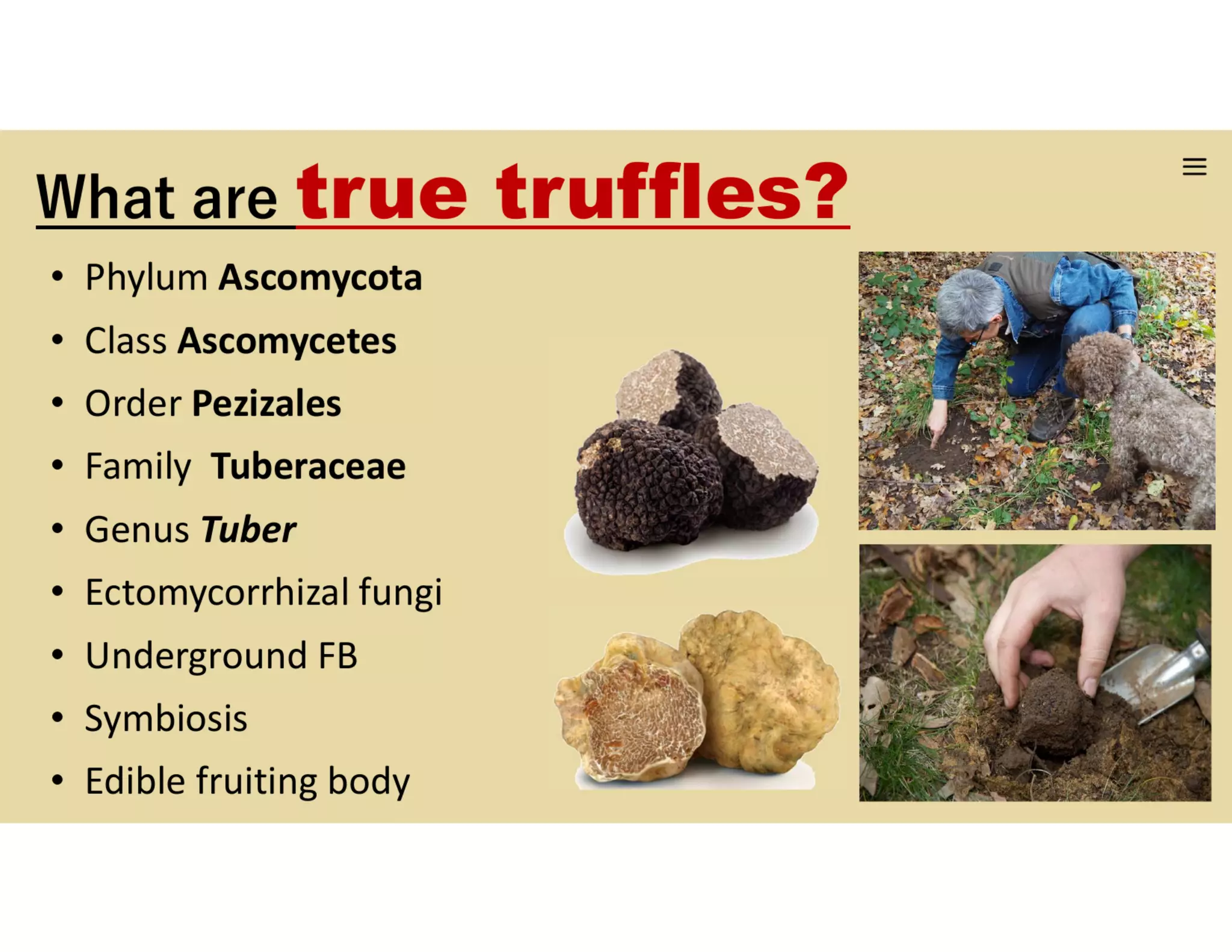 Mycobiome and the Thai truffles | PPT