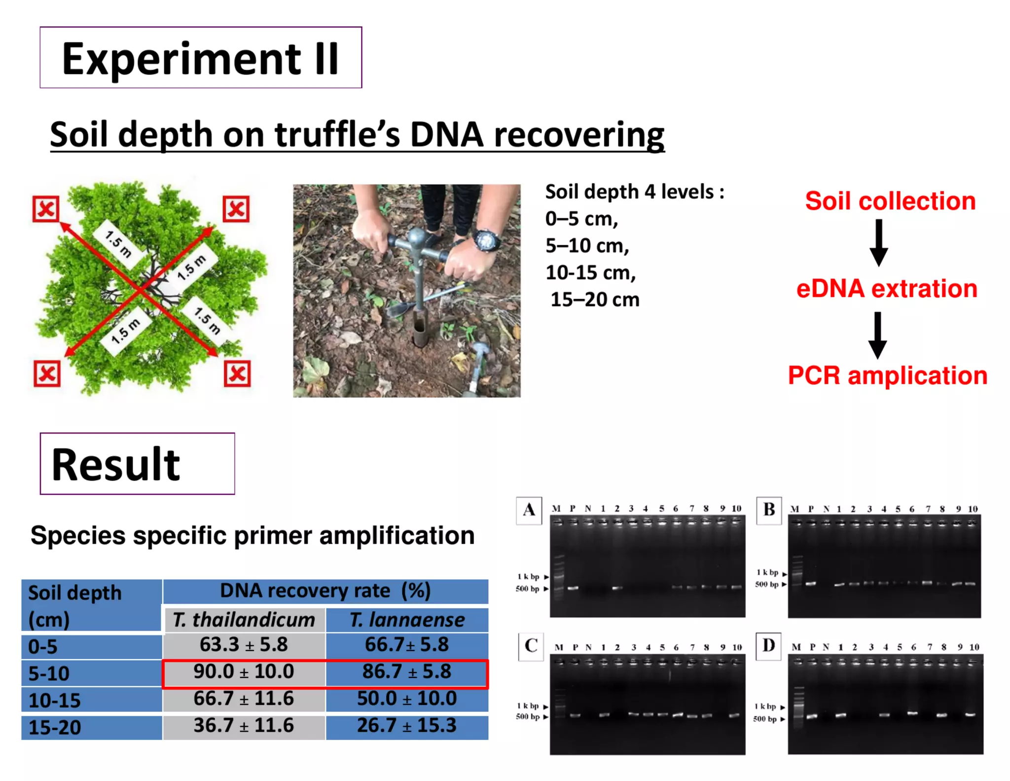 Mycobiome and the Thai truffles | PPT