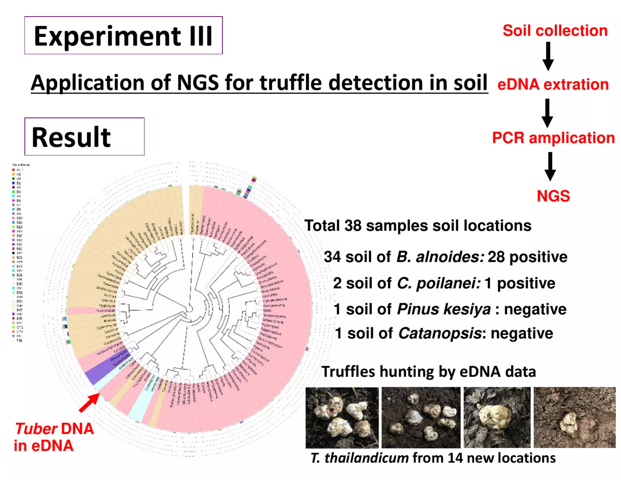 Mycobiome and the Thai truffles | PPT