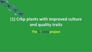 Crop plants with improved culture and quality traits for food, feed and ...