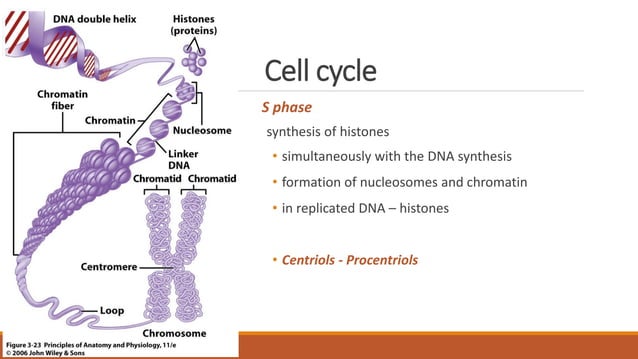 12 - The Cell Division Cycle | PDF | Biological Sciences | Science